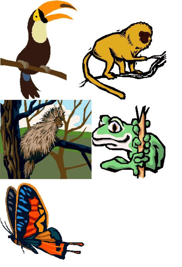 The Great Kapok Tree Animals